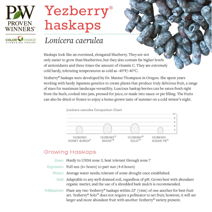 Yezberry Haskap Guide - Spring Meadow Nursery