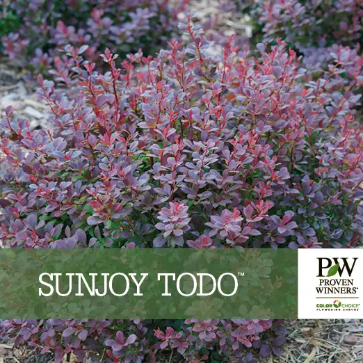 Proven Winners® ColorChoice® Sunjoy Todo™ Berberis retail benchcard ...