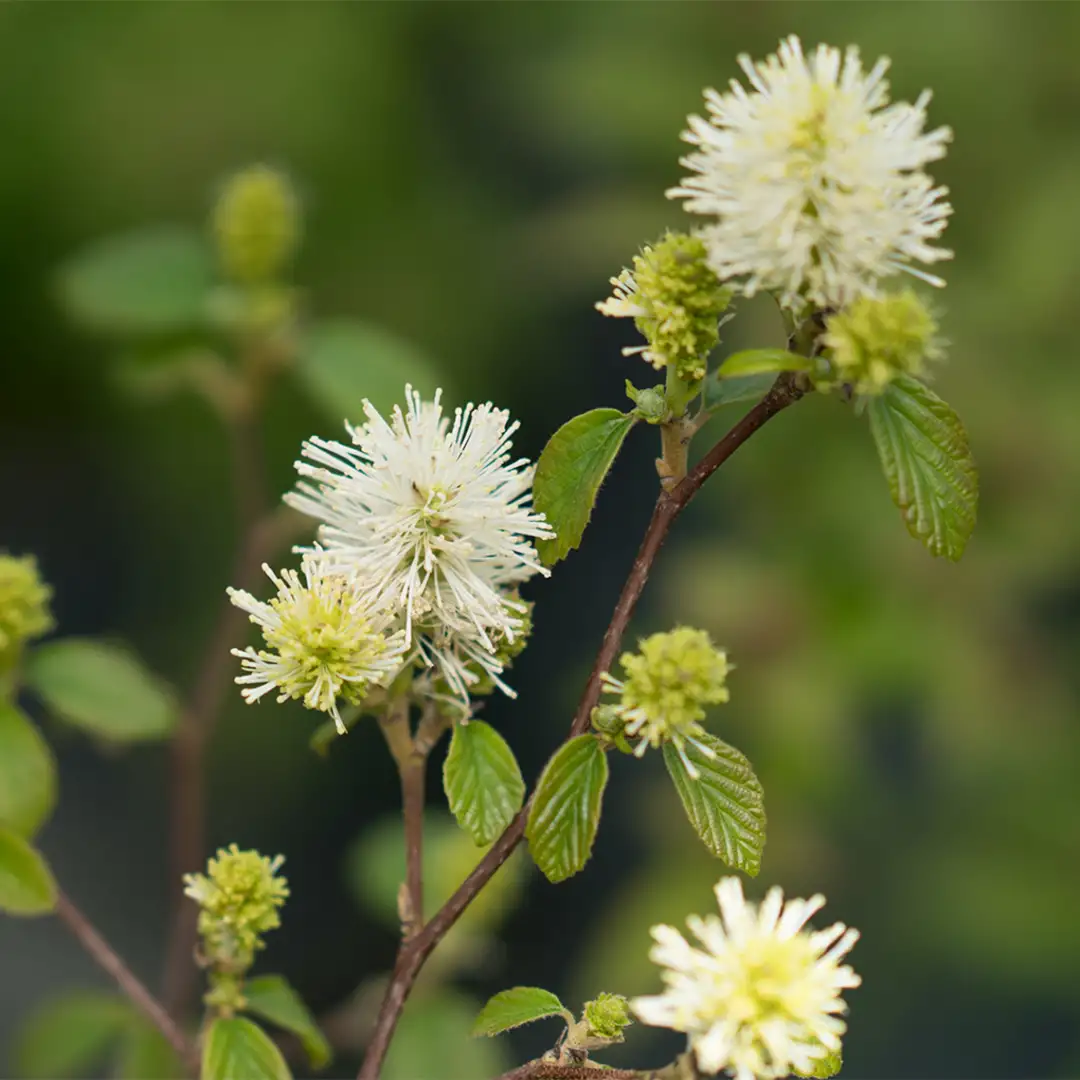 Legend of the Fall Fothergilla | wholesale liners | - Spring Meadow Nursery