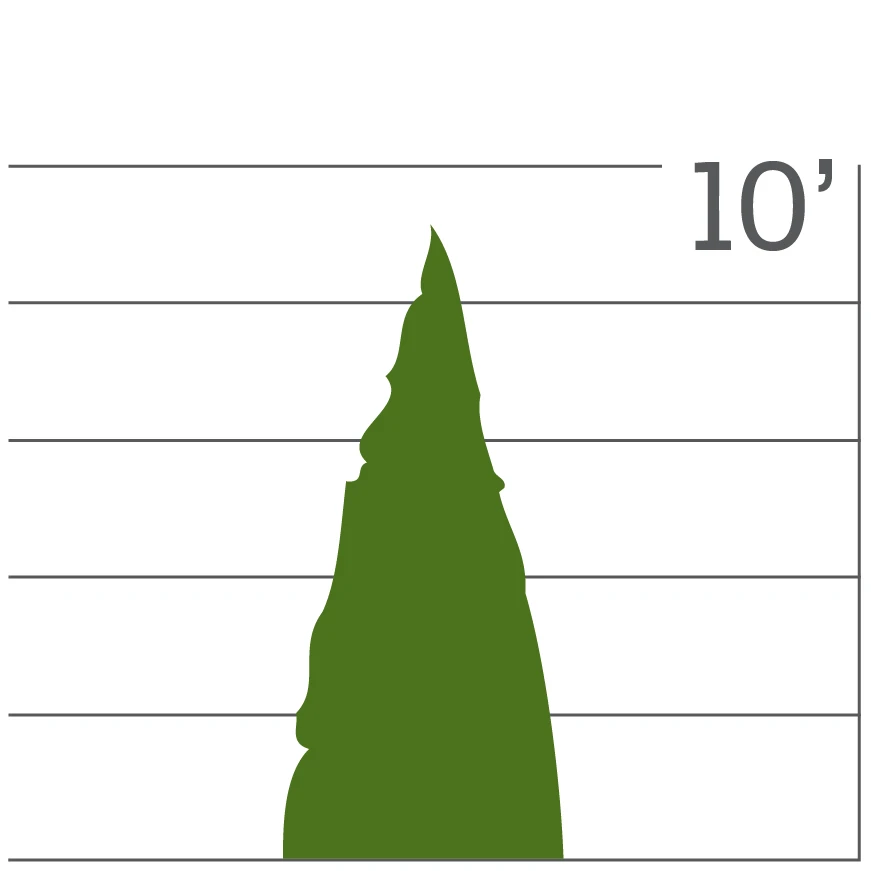 Castle Spire Ilex | Spring Meadow - wholesale liners - Spring Meadow ...