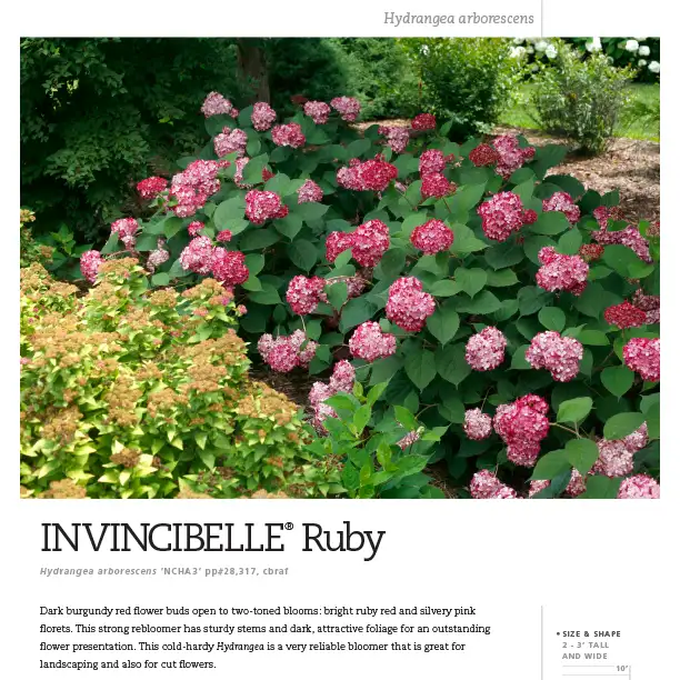 Proven Winners® ColorChoice® Invincibelle® Ruby Hydrangea Landscape ...