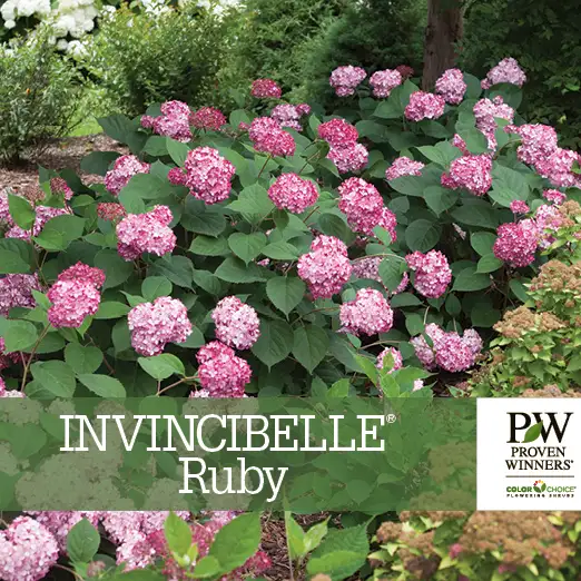 Proven Winners® ColorChoice® Invincibelle® Ruby Hydrangea retail ...