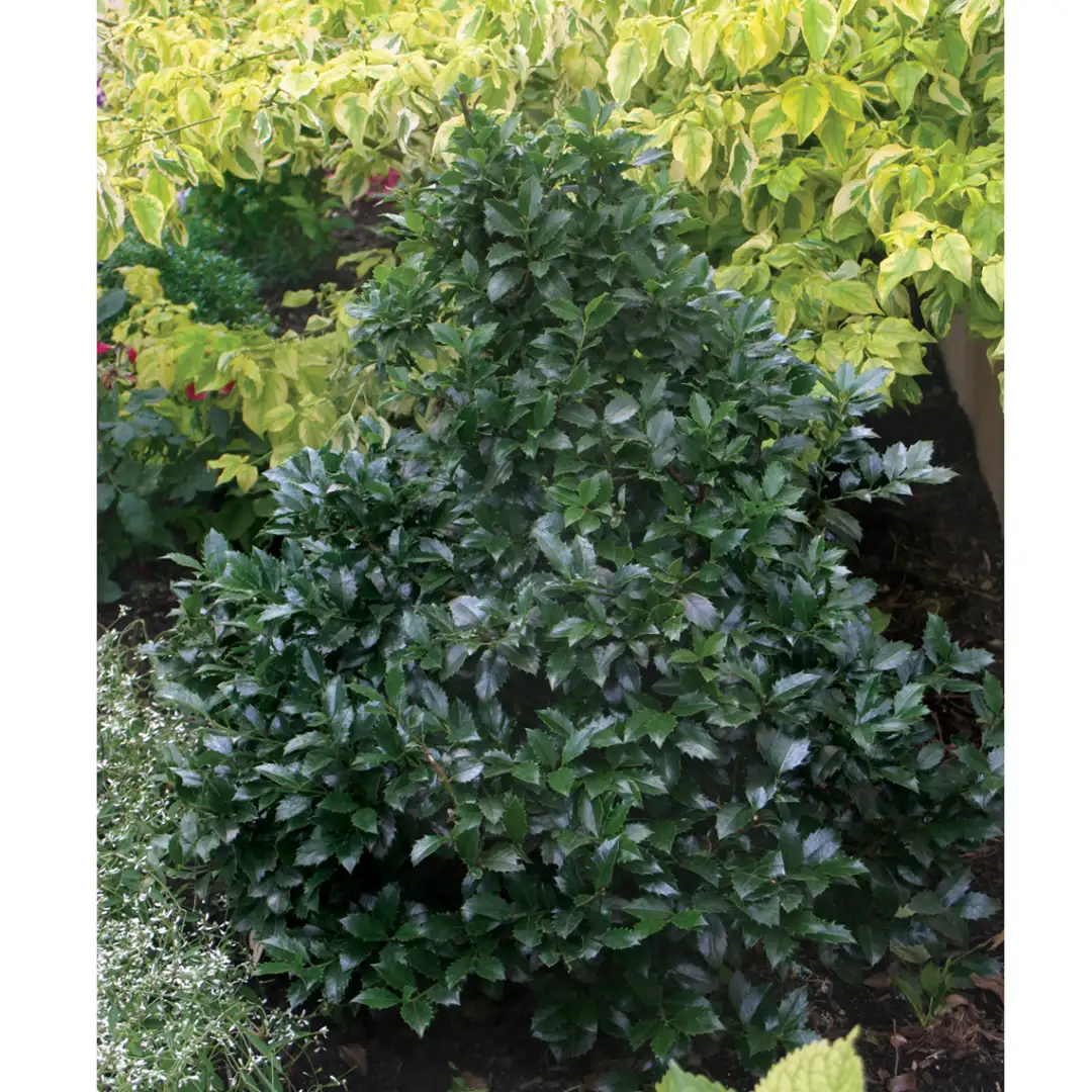 Castle Spire Ilex | Spring Meadow - wholesale liners - Spring Meadow ...